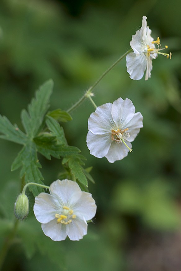 Of flowers and light | composerinthegarden