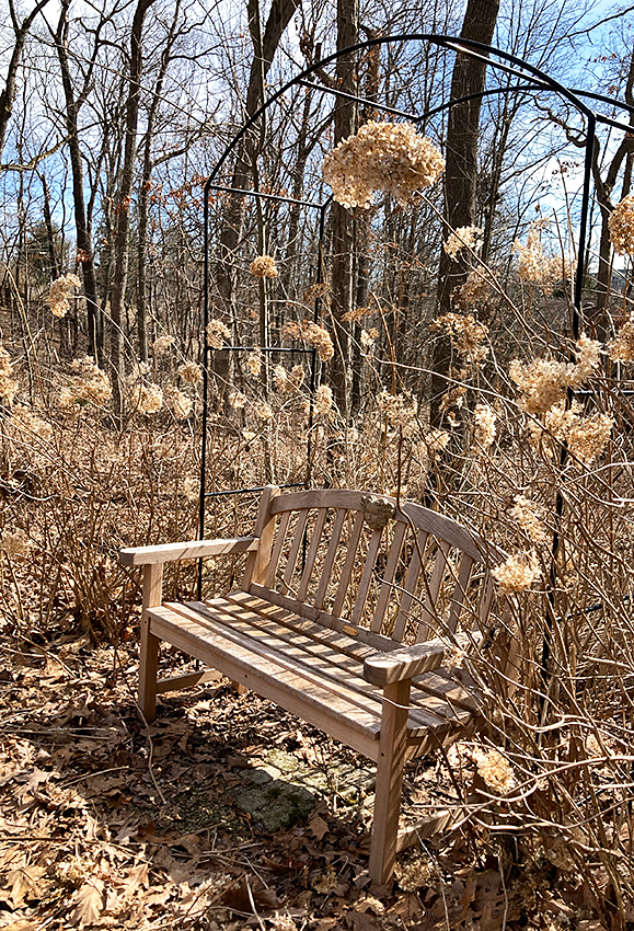 A March moment | composerinthegarden