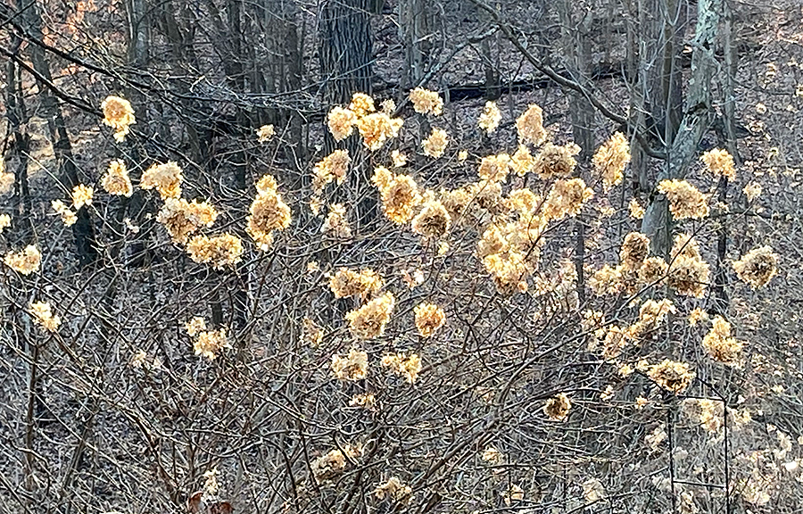 A March moment | composerinthegarden