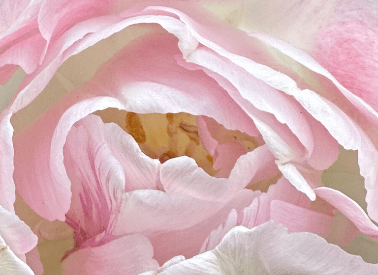 Fascination of Plants | composerinthegarden