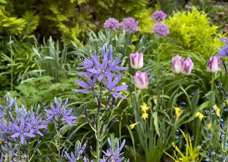 Fascination of Plants | composerinthegarden
