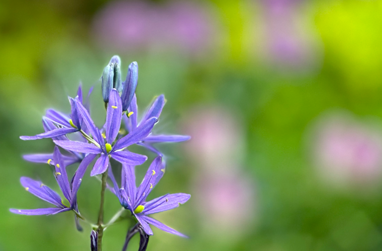 Fascination of Plants | composerinthegarden