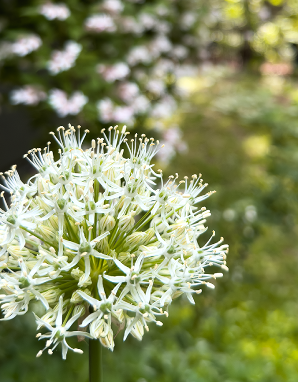 Fascination of Plants | composerinthegarden