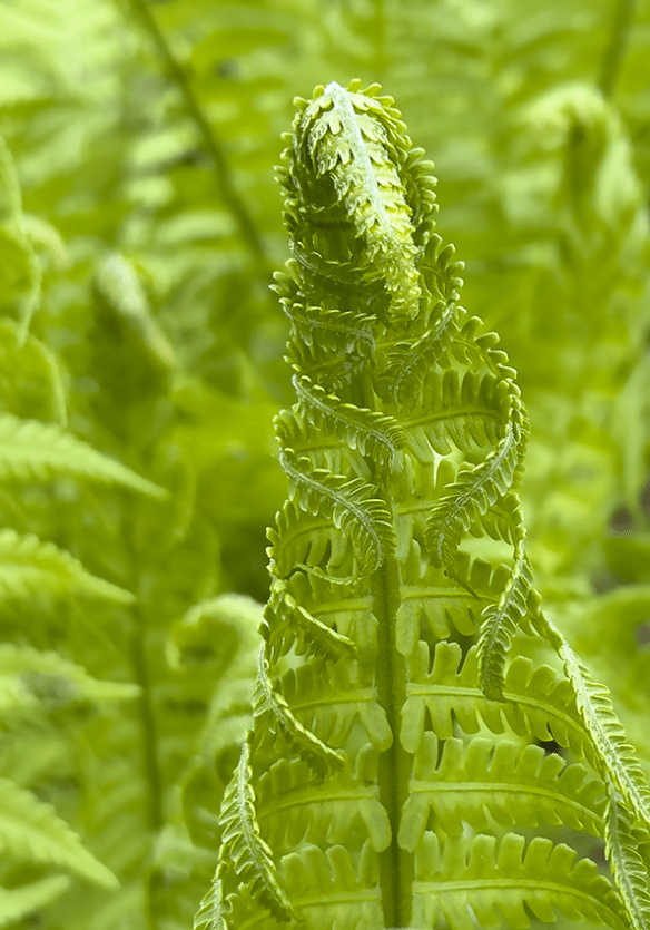 Fascination of Plants | composerinthegarden