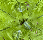 Fascination of Plants | composerinthegarden