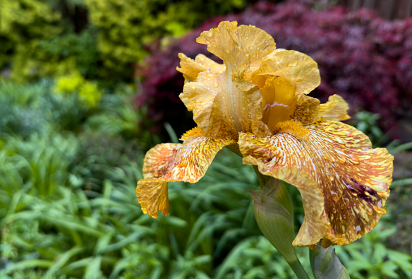 Fascination of Plants | composerinthegarden