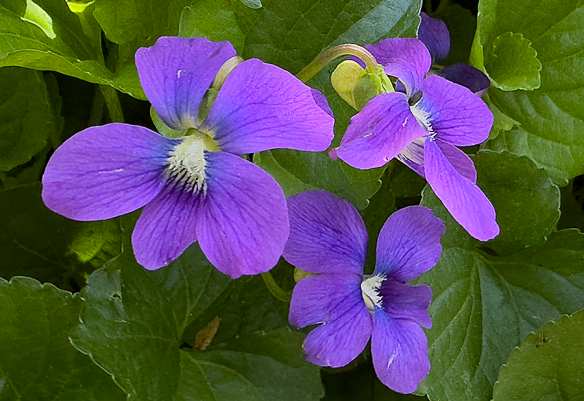 composerinthegarden | Gardening in harmony with nature