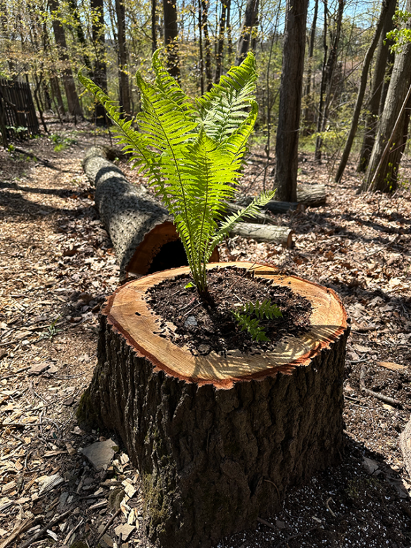 composerinthegarden | Gardening in harmony with nature