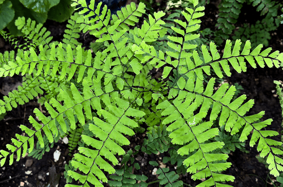 A peaceful woodland garden | composerinthegarden